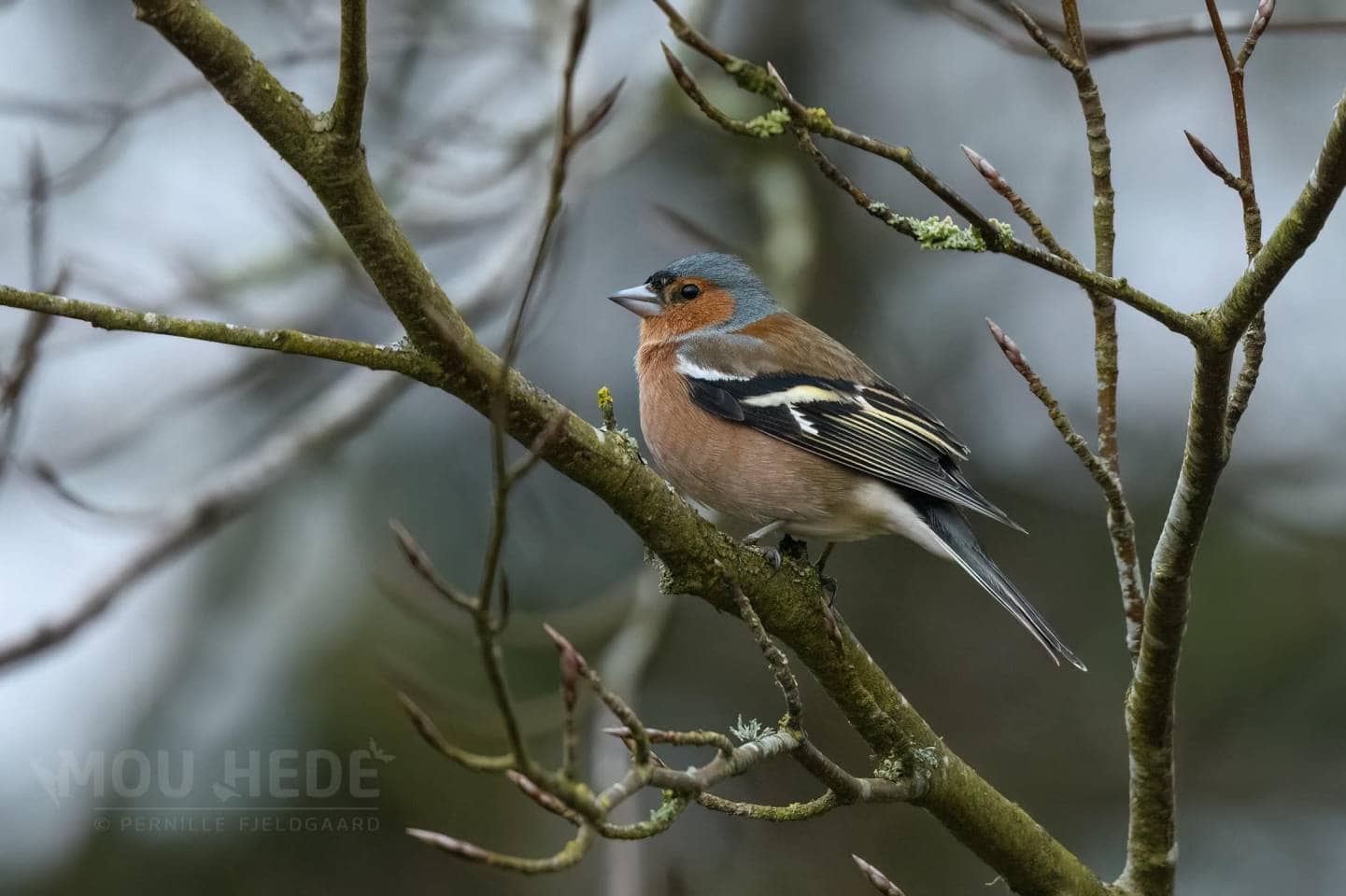 Fugle på Mou Hede - Velkommen til Mou Hede